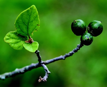 Cordia obliqua | Purdue University Famine Foods