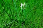 Crinum defixum | Purdue University Famine Foods