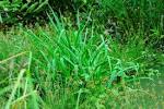 Crinum defixum | Purdue University Famine Foods