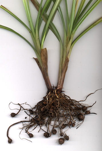 Cyperus esculentus | Purdue University Famine Foods