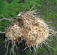 Nami Dioscorea Hispida Intoxicating Yam: Philippine, 44% OFF