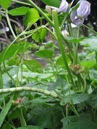 Dolichos biflorus | Purdue University Famine Foods