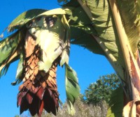 Ensete ventricosum | Purdue University Famine Foods