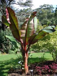 Ensete ventricosum | Purdue University Famine Foods