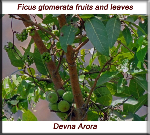 Ficus glomerata | Purdue University Famine Foods
