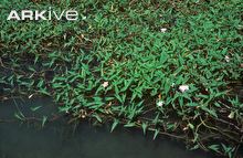 ipomoea aquatica description