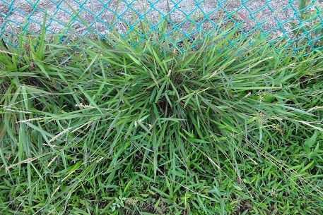 Ischaemum rugosum | Purdue University Famine Foods