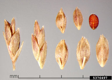 Leptochloa chinensis | Purdue University Famine Foods