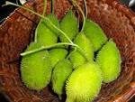 Momordica dioica | Purdue University Famine Foods