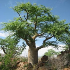 moringa oleifera tree