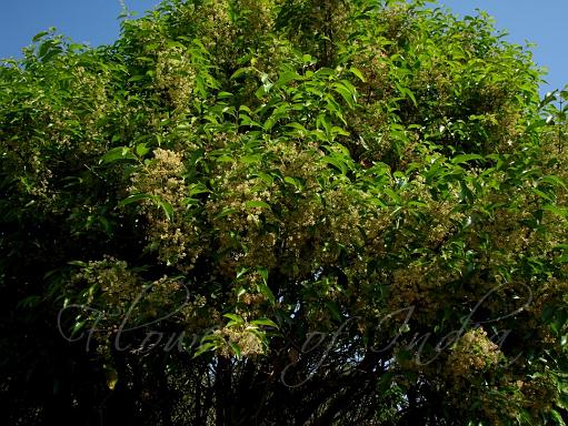 Olea dioica | Purdue University Famine Foods
