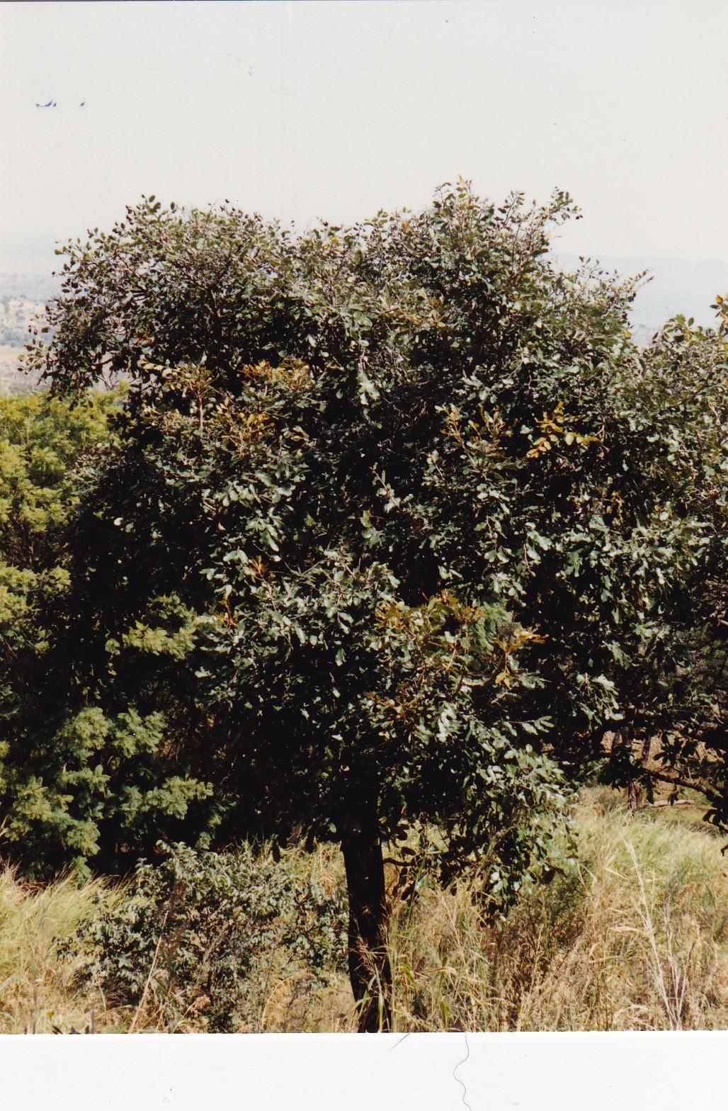 Parinari curatellifolia subsp. mobola | Purdue University Famine Foods