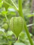 Physalis minima | Purdue University Famine Foods
