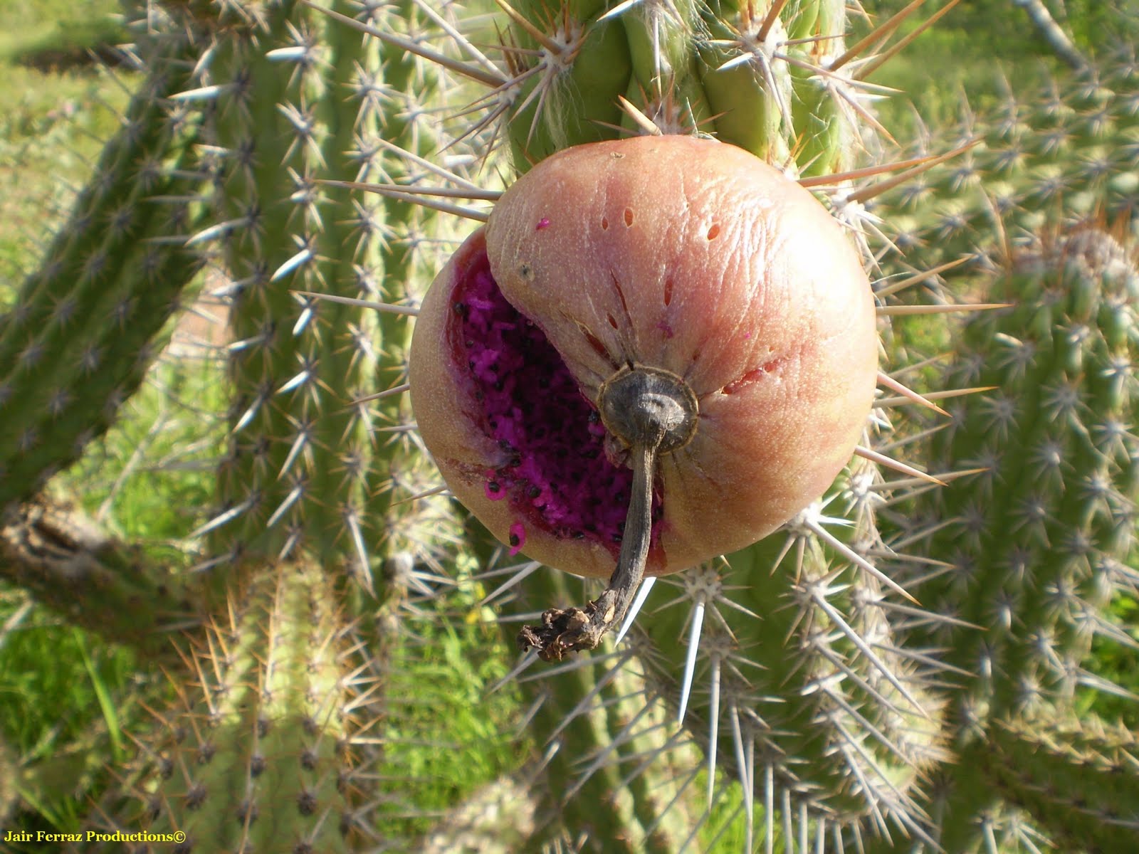 Pilosocereus gounellei | Purdue University Famine Foods