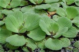 Pistia stratiotes | Purdue University Famine Foods