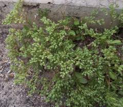 Polycarpon prostratum | Purdue University Famine Foods