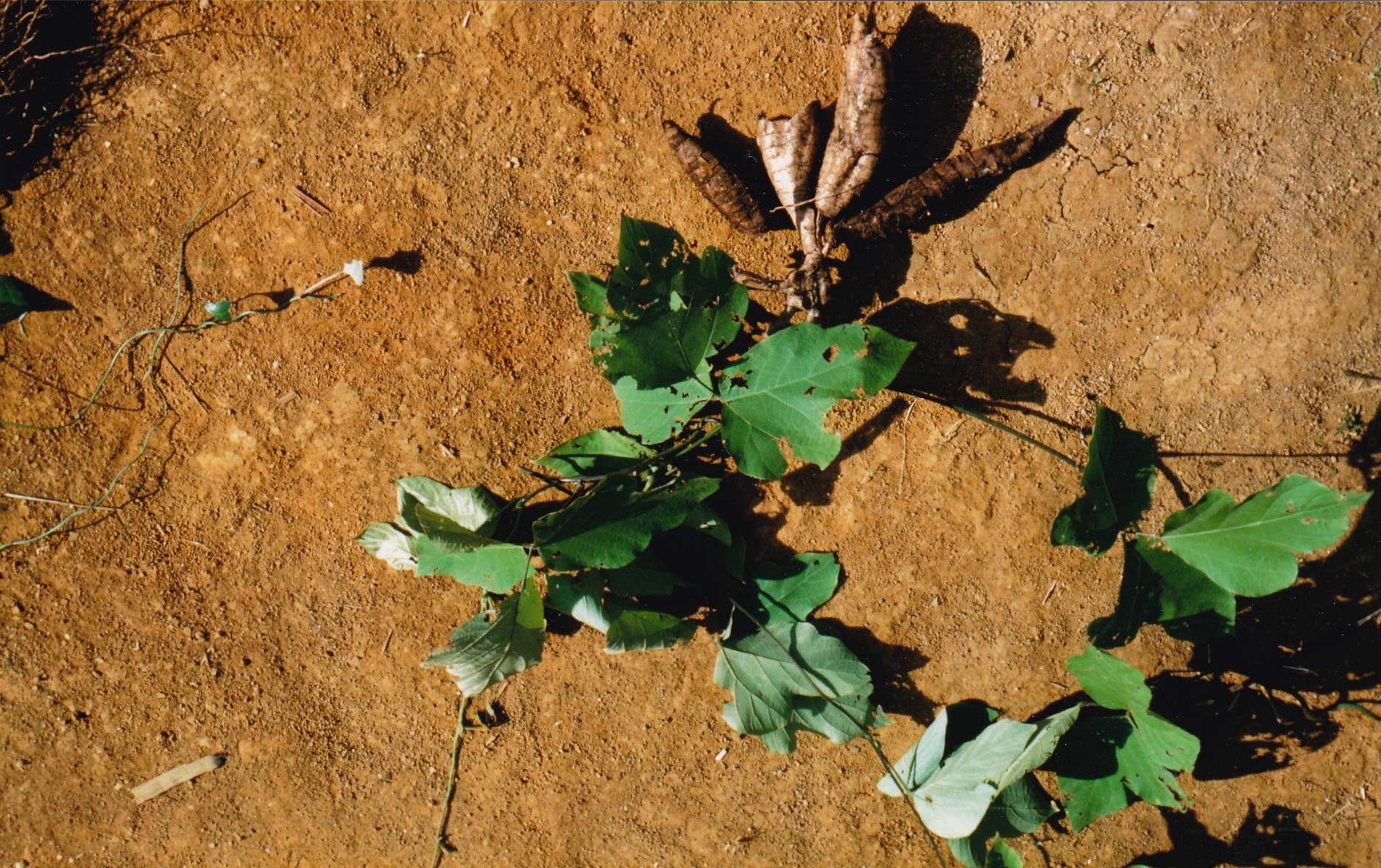 Pueraria lobata | Purdue University Famine Foods