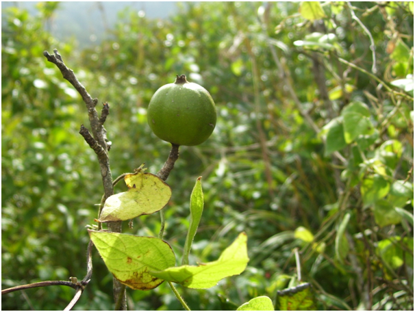Randia dumetorum | Purdue University Famine Foods