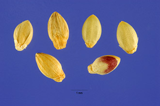 setaria seeds