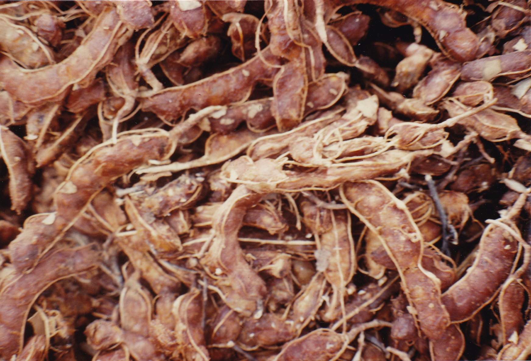 Tamarindus indica | Purdue University Famine Foods