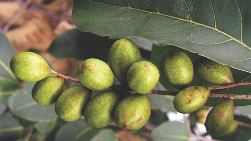 Terminalia chebula | Purdue University Famine Foods