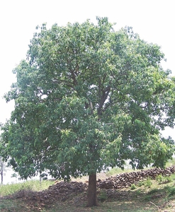 Terminalia chebula | Purdue University Famine Foods