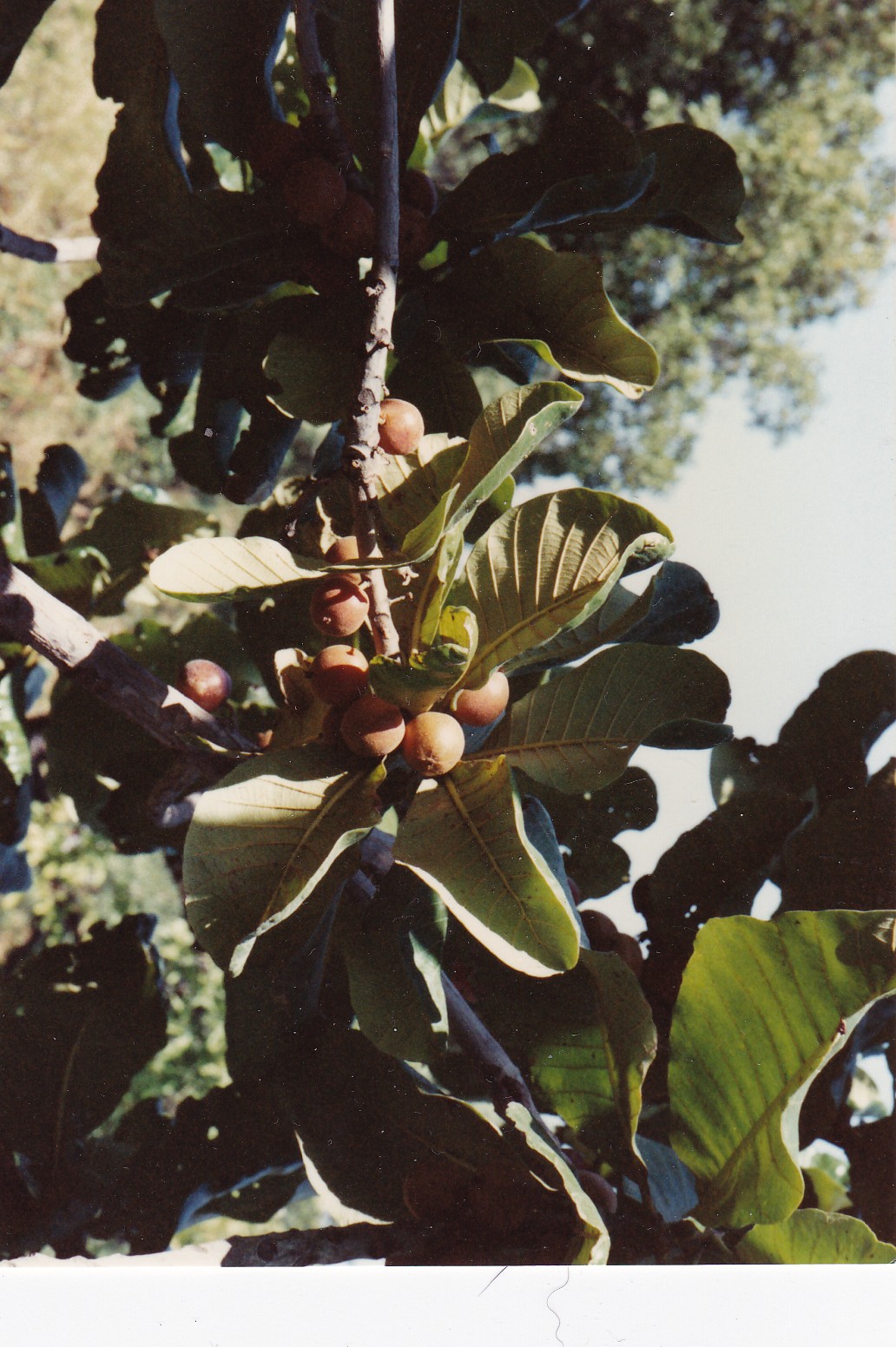 Uapaca kirkiana | Purdue University Famine Foods