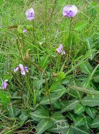 Vigna vexillata | Purdue University Famine Foods