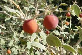 Ziziphus nummularia | Purdue University Famine Foods