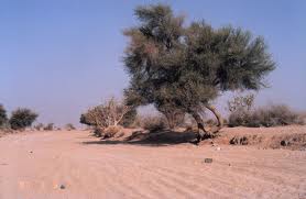 Ziziphus nummularia | Purdue University Famine Foods