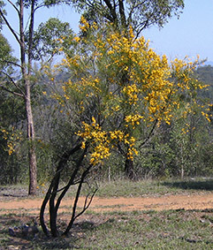 Jacksonia scoparia | Purdue University Famine Foods