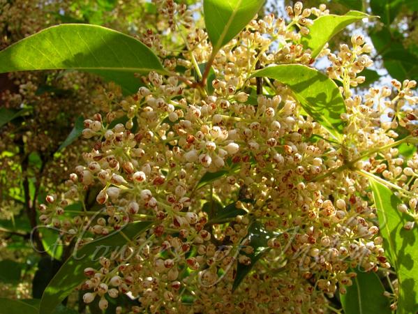 Olea dioica | Purdue University Famine Foods