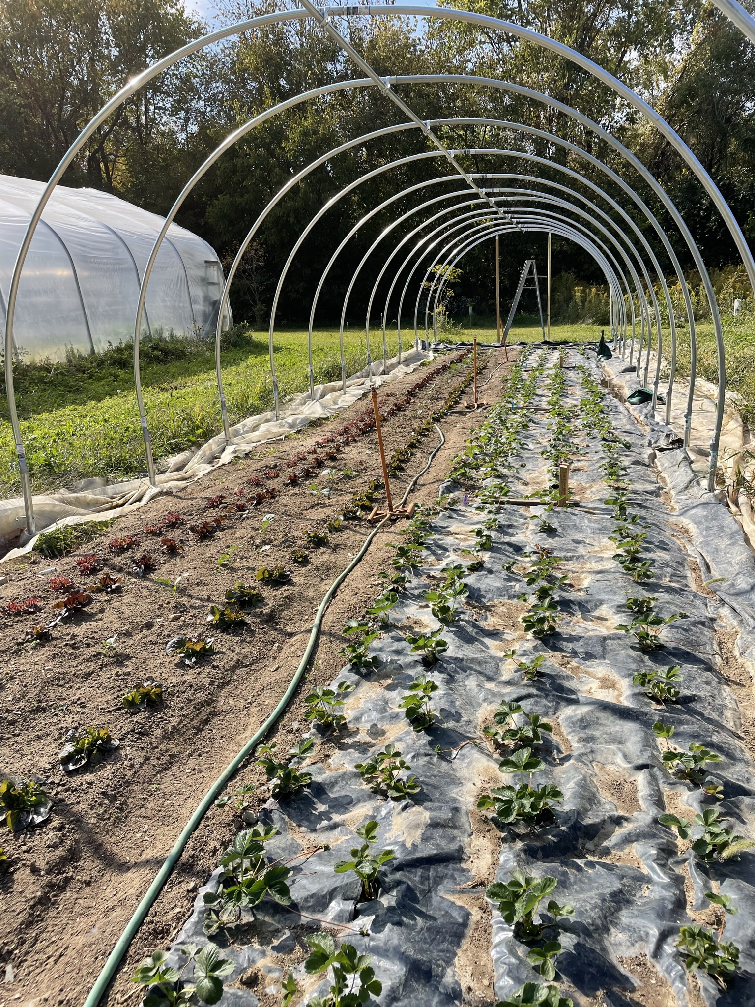 Greenfield IN, Caterpillar Tunnel, Oct 6 2022 | Purdue University Dr ...