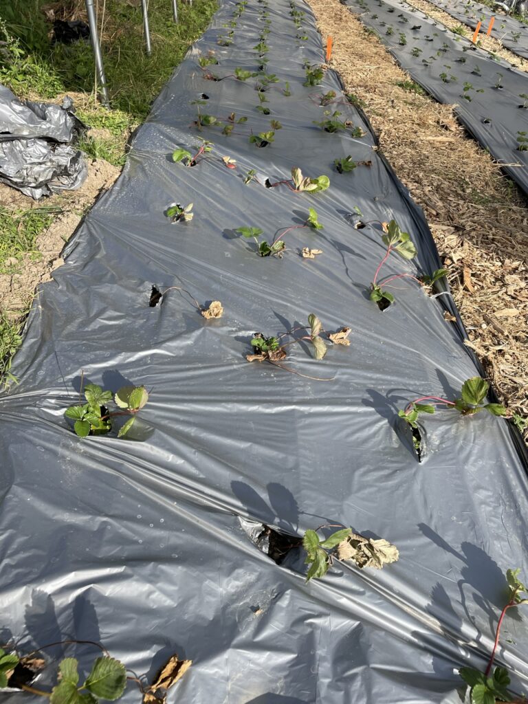 Bloomington IN, Caterpillar Tunnel, Oct 7 2022 | Purdue University Dr ...