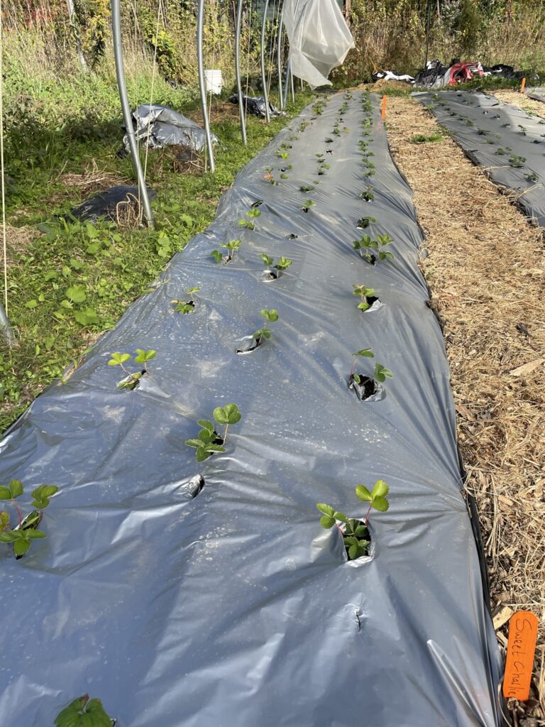 Bloomington IN, Caterpillar Tunnel, Oct 7 2022 | Purdue University Dr ...