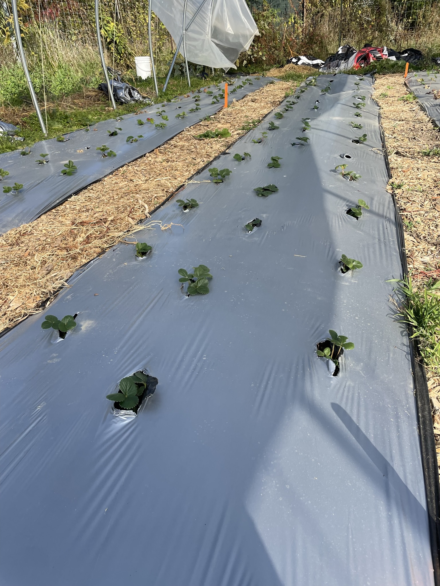 Bloomington IN, Caterpillar Tunnel, Oct 7 2022 | Purdue University Dr ...