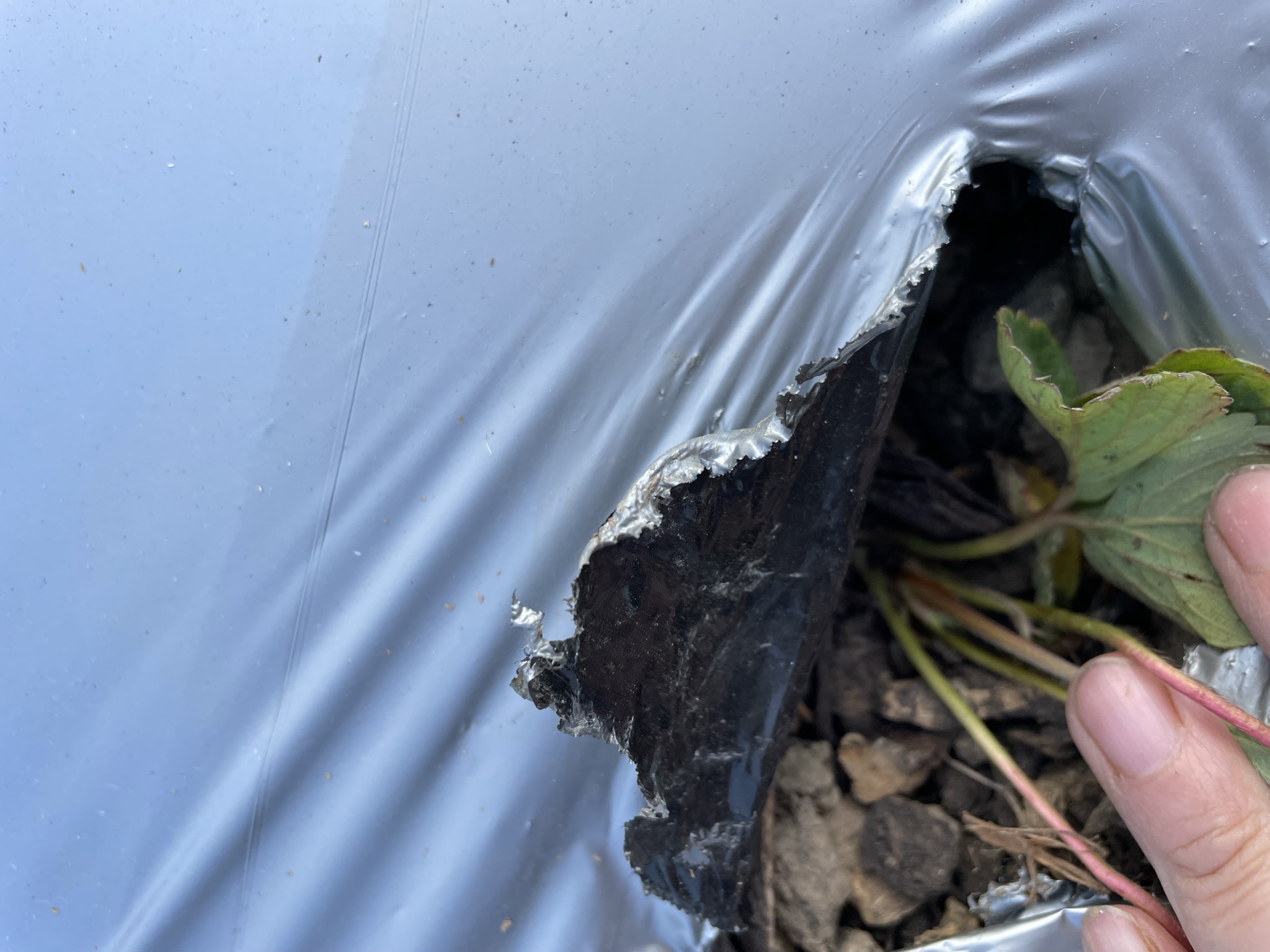 Bloomington IN, Caterpillar Tunnel, Oct 7 2022 | Purdue University Dr ...