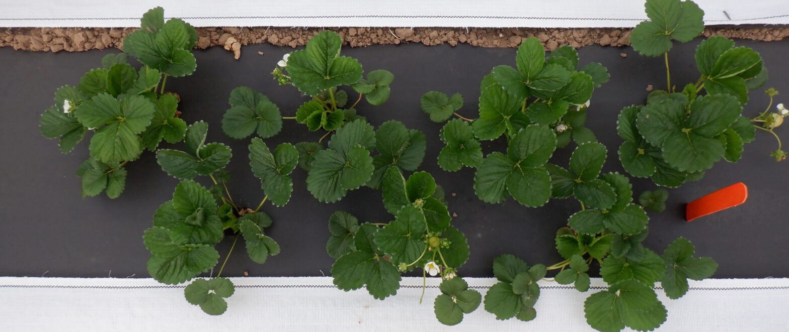 Vincennes IN, High Tunnel, Oct 11 2022 | Purdue University Dr. Guan's ...