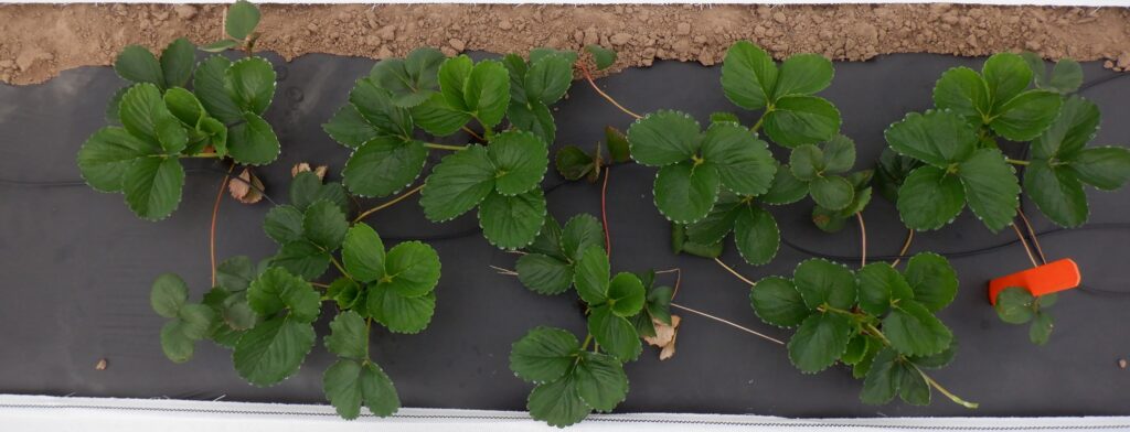 Vincennes IN, High Tunnel, Oct 11 2022 | Purdue University Dr. Guan's ...