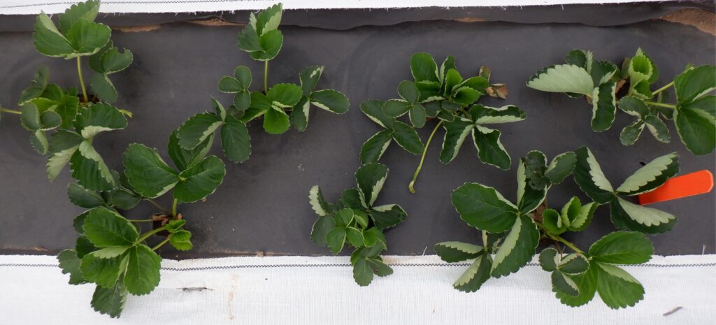 Vincennes IN, High Tunnel, Oct 11 2022 | Purdue University Dr. Guan's ...