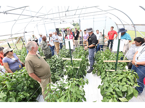 Purdue field day provides info on small-farm crops | Purdue University ...
