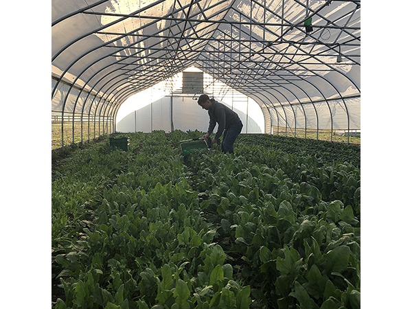 Purdue Student Farm is helping to stock local food pantries with fresh ...