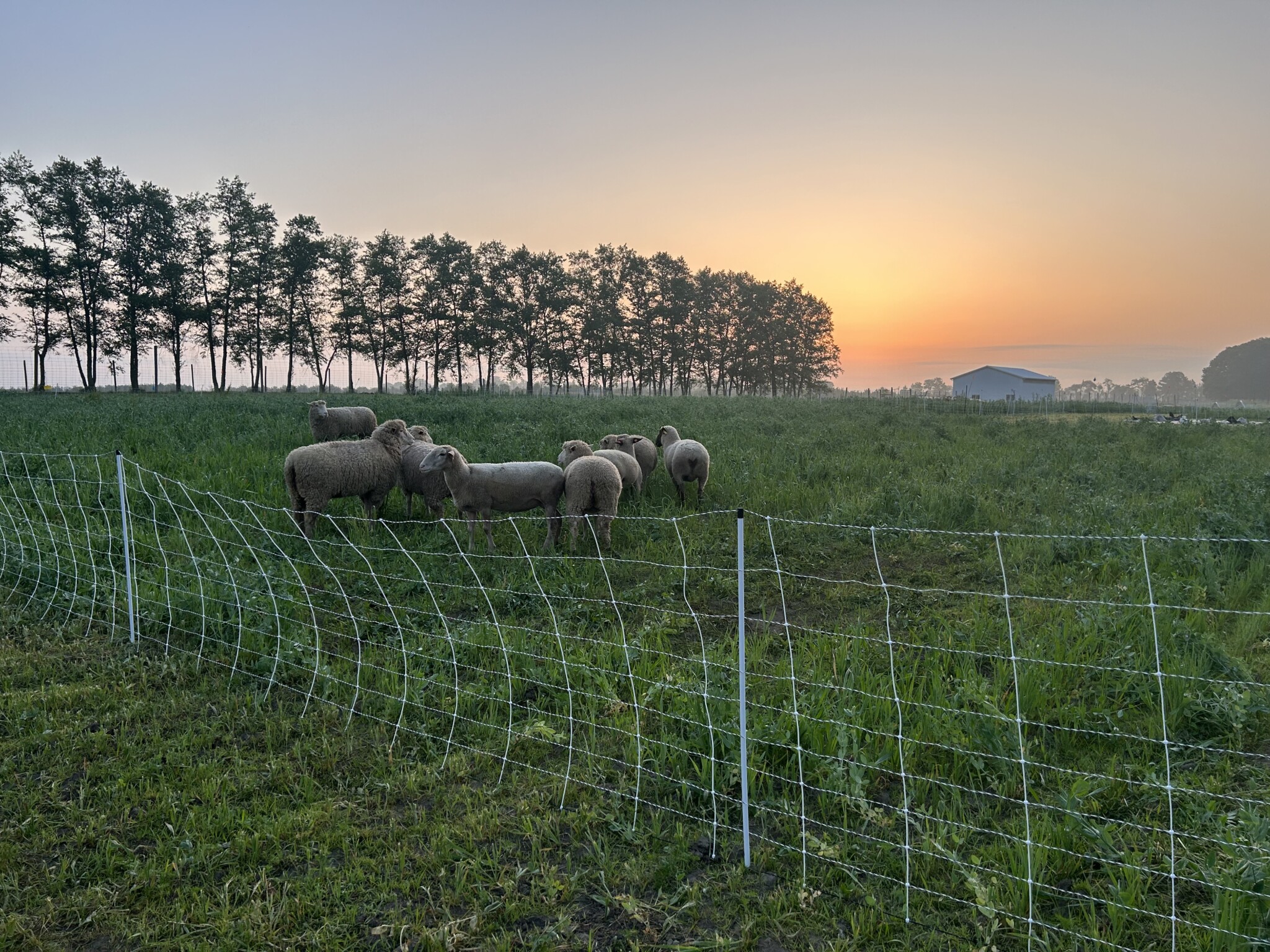 Bilenky Lab Introduces Sheep to Meigs | Purdue University HLA Happenings