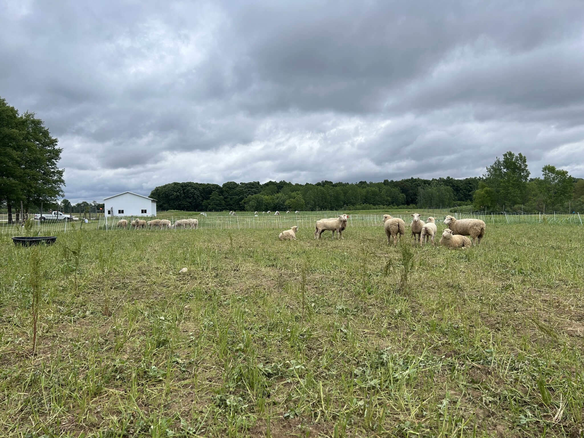 Bilenky Lab Introduces Sheep to Meigs | Purdue University HLA Happenings