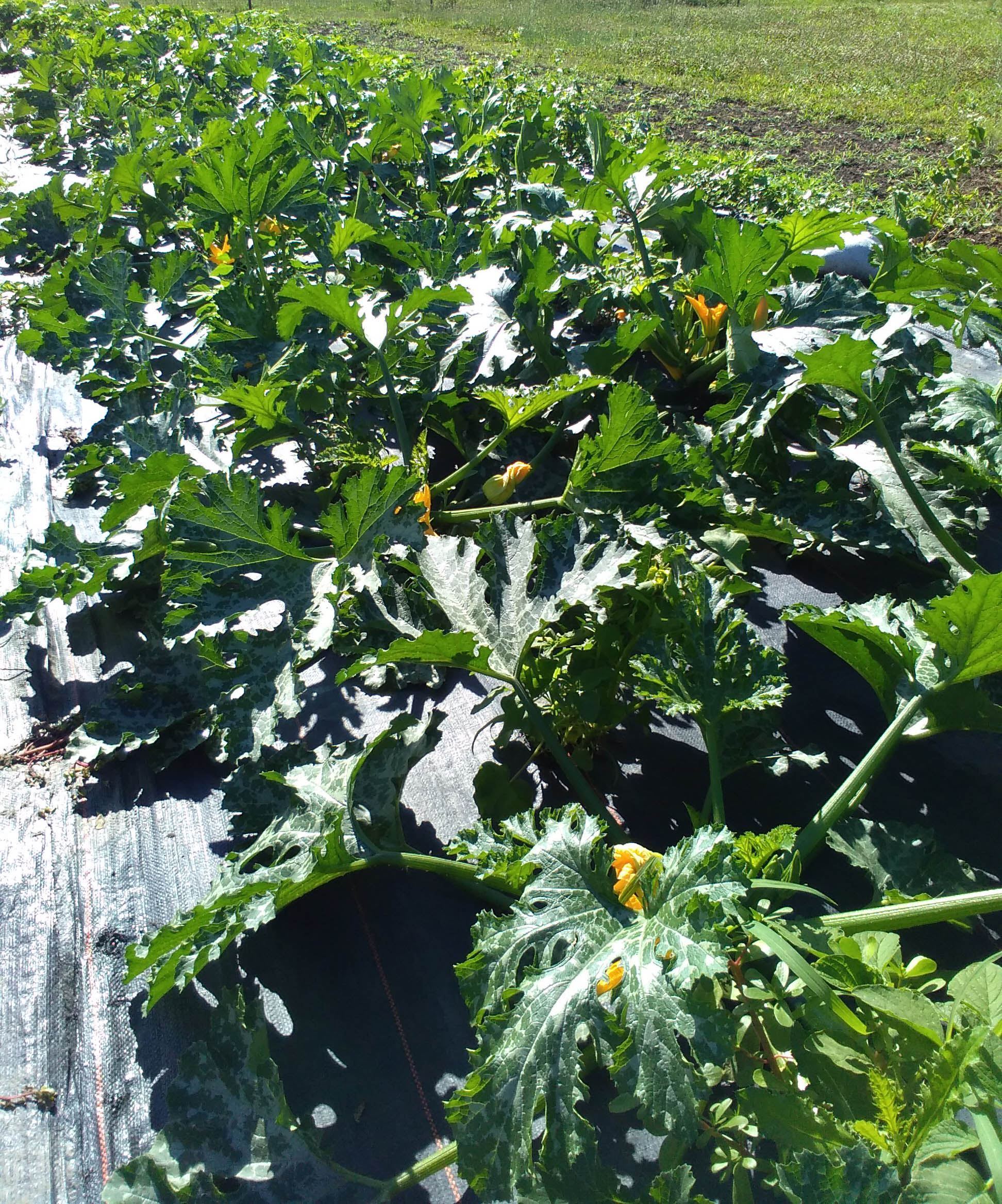 This Week at the Purdue Student Farm | Purdue University HLA Happenings