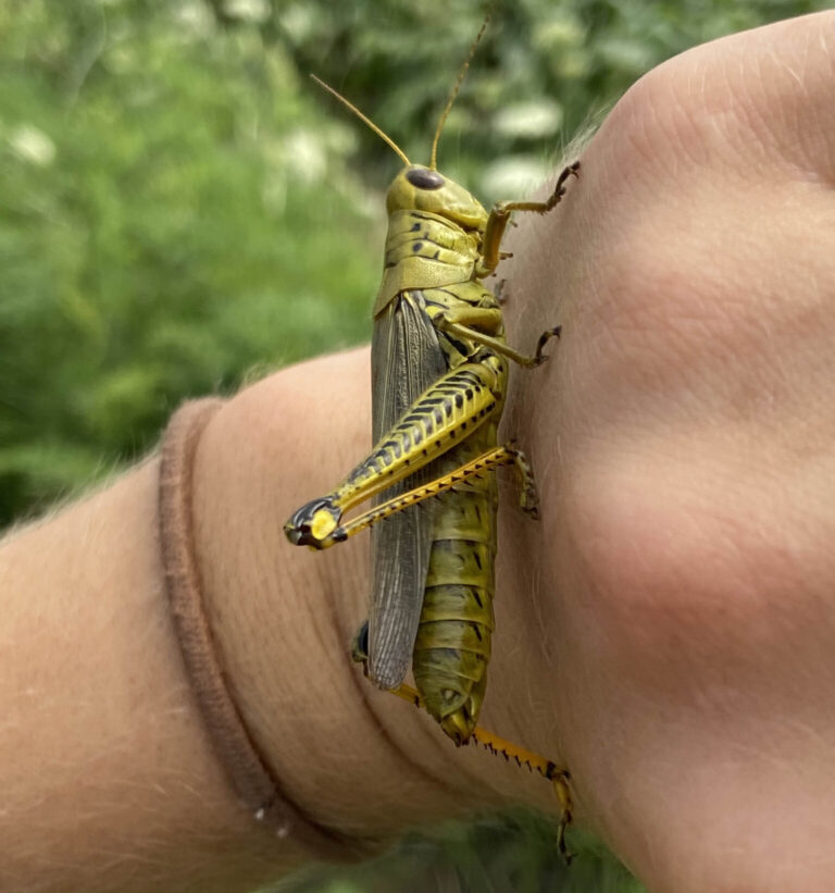 This Week at the Purdue Student Farm | Purdue University HLA Happenings