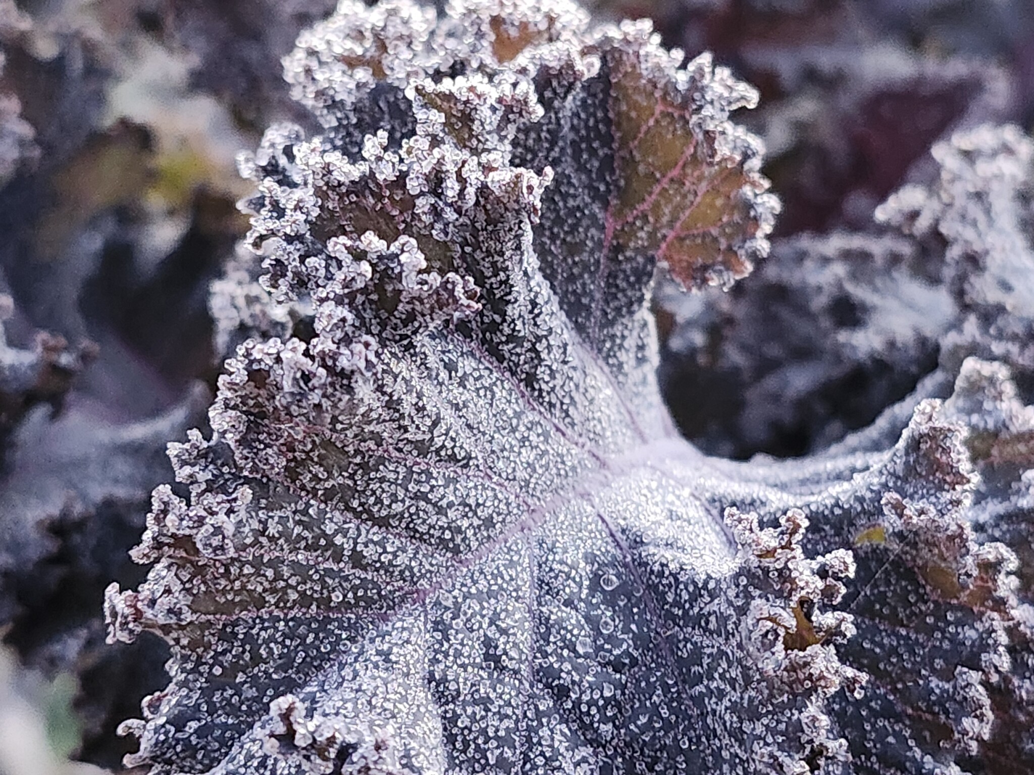 This Week at the Purdue Student Farm | Purdue University HLA Happenings