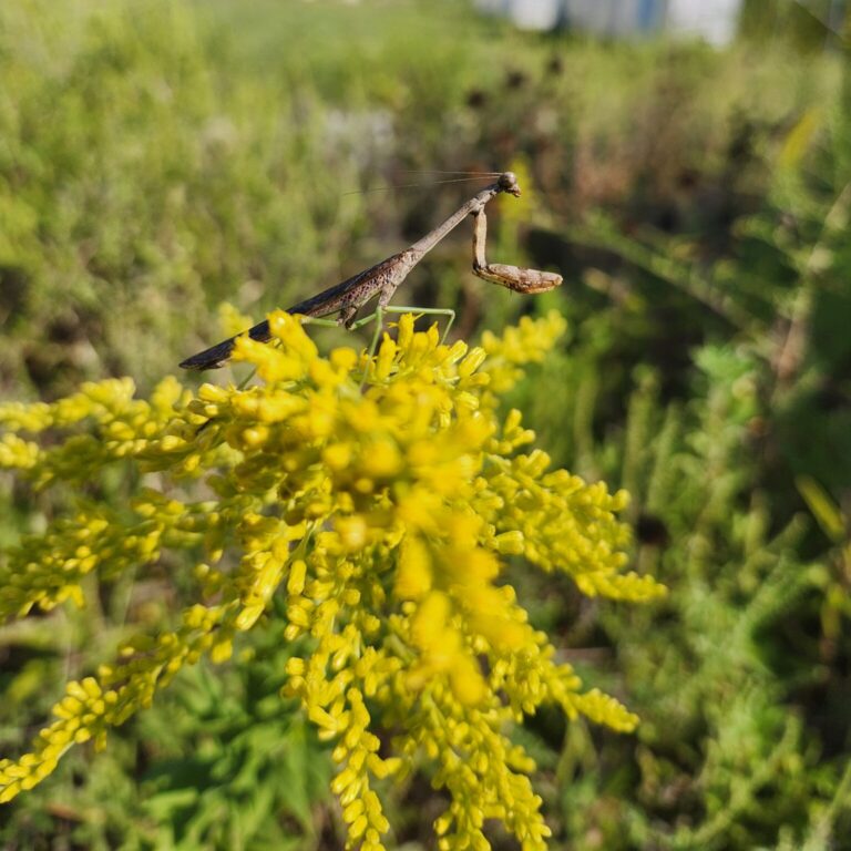 This Week at the Purdue Student Farm | Purdue University HLA Happenings
