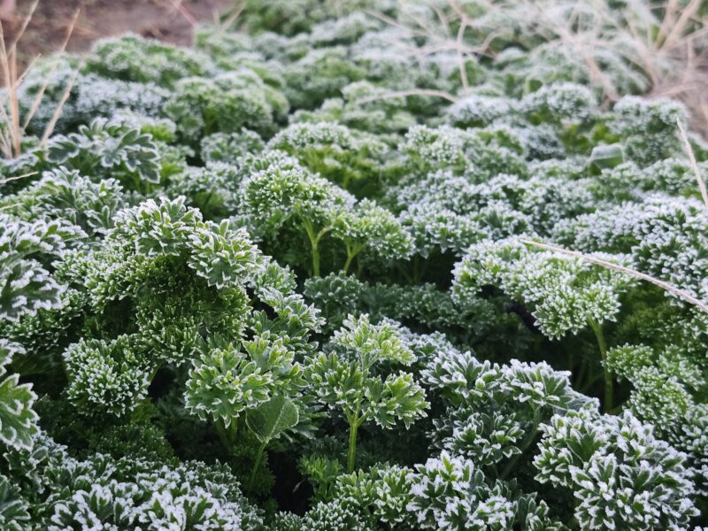 This Week at the Purdue Student Farm | Purdue University HLA Happenings