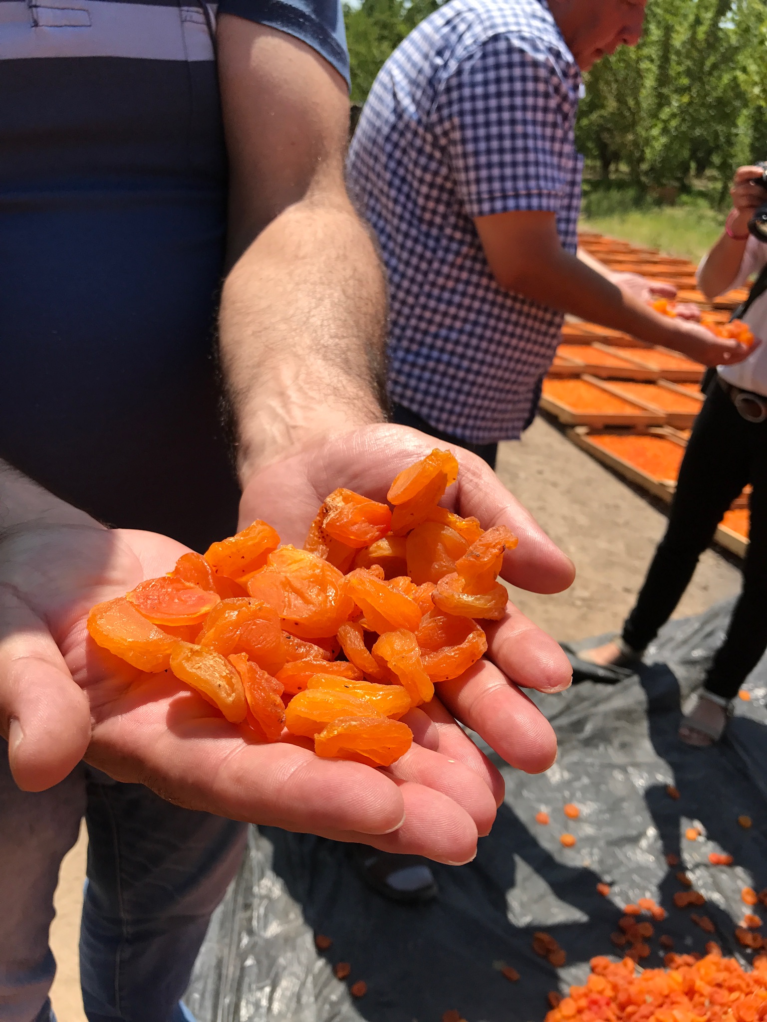 Appropriate Postharvest, Handling, Processing, and Marketing of Dried ...